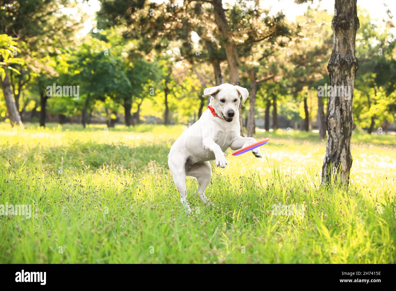 Labrador retriever playing with frisbee hi-res stock photography and ...