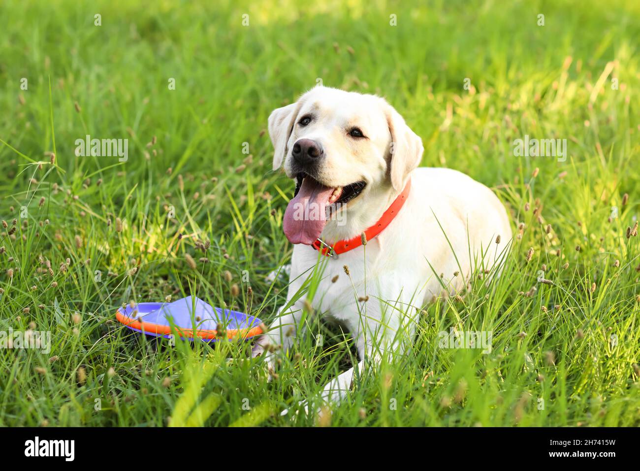 Labrador retriever playing with frisbee hi-res stock photography and ...