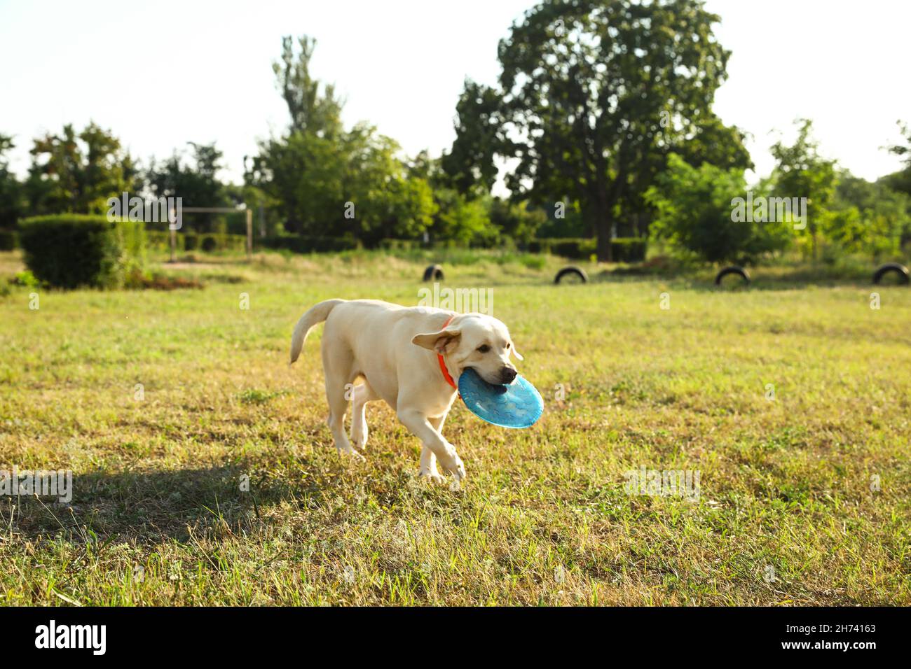Cute Labrador dog catching frisbee disc in park Stock Photo - Alamy
