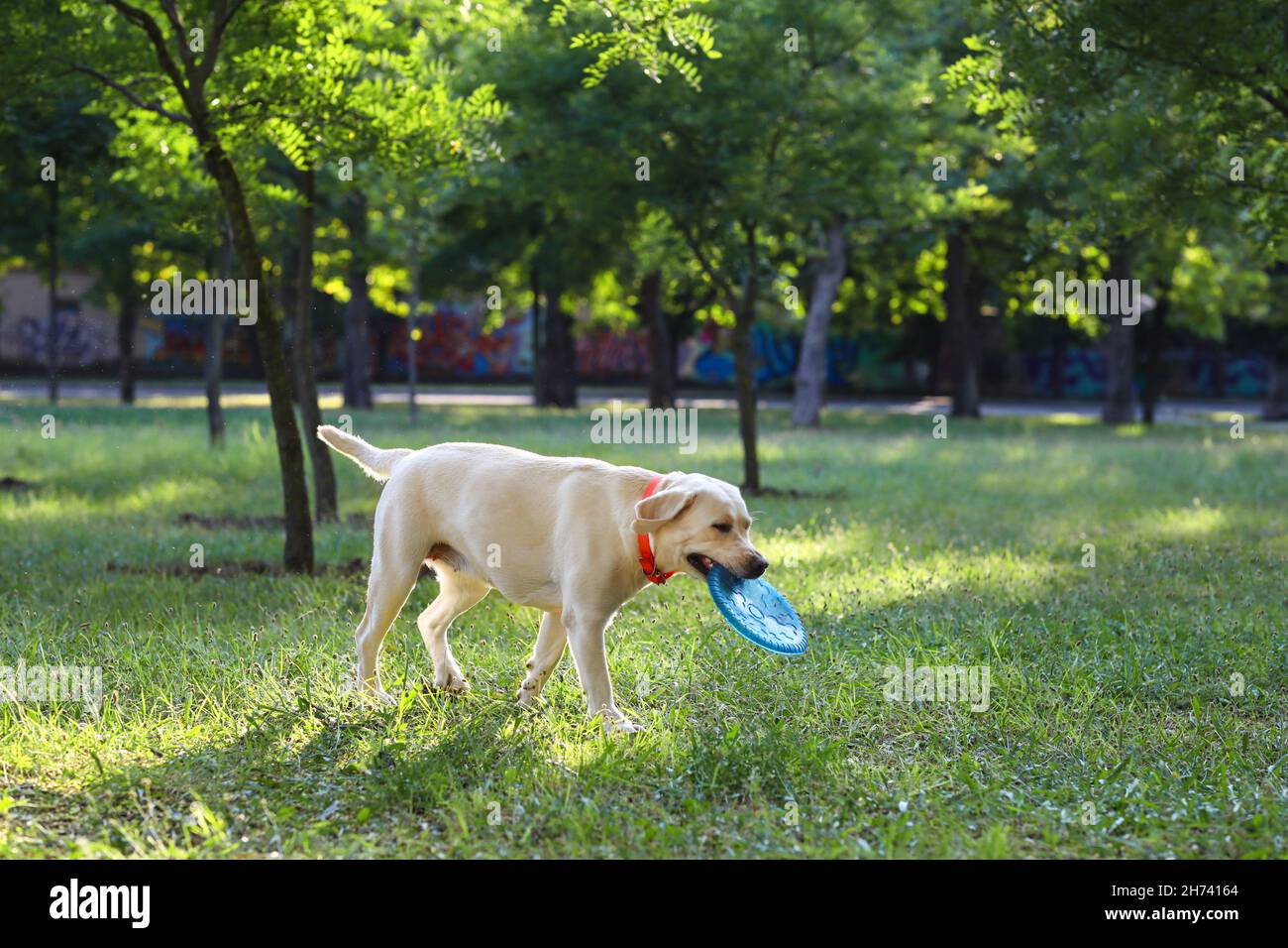 Cute Labrador dog catching frisbee disc in park Stock Photo - Alamy