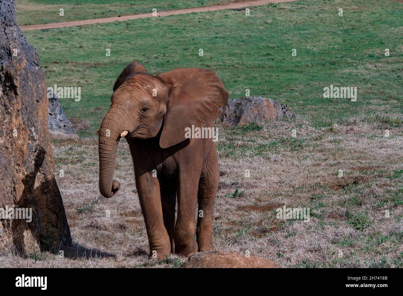 Wild mammals in their natural environment - natural environment Stock ...