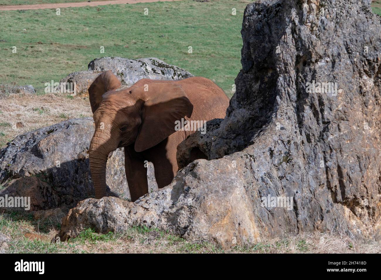 Wild mammals in their natural environment - natural environment Stock ...