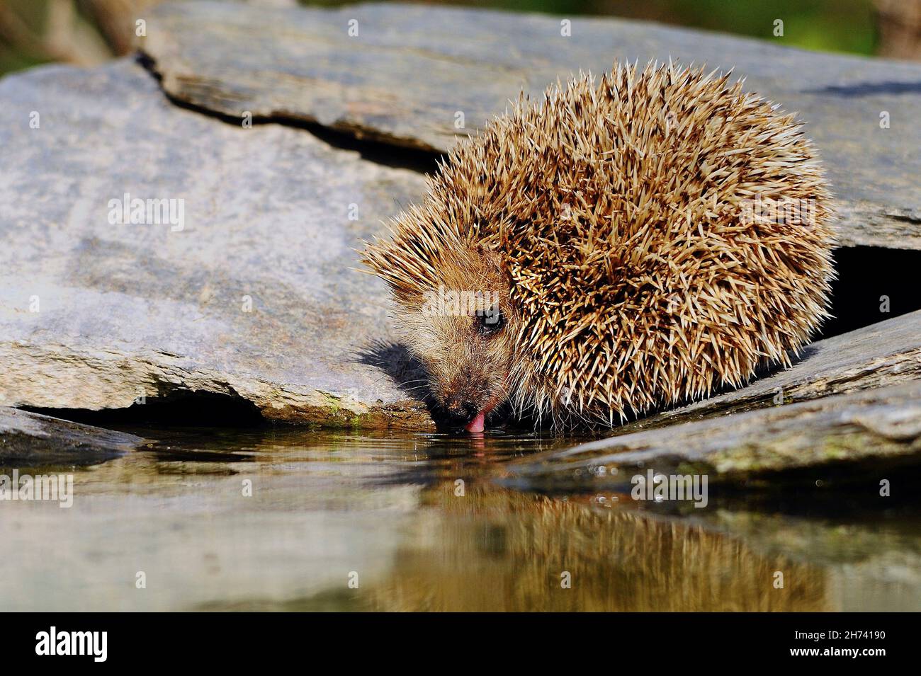 Wild mammals in their natural environment - natural environment Stock ...