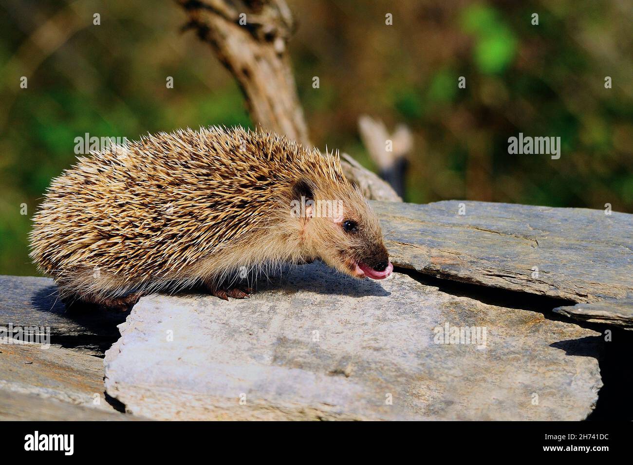 Wild mammals in their natural environment - natural environment Stock ...