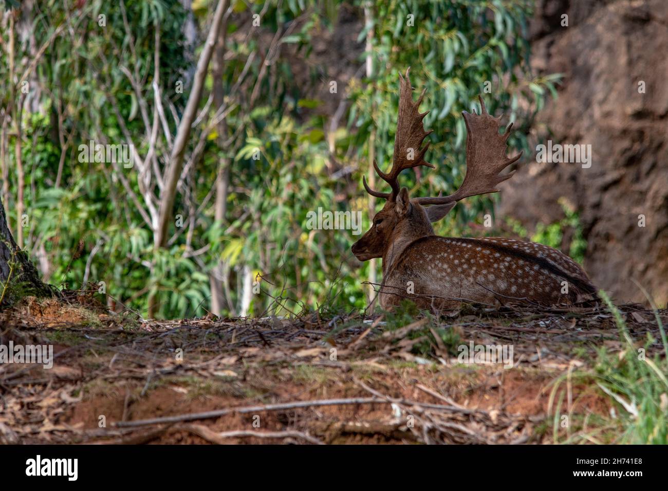 Wild mammals in their natural environment - natural environment Stock ...