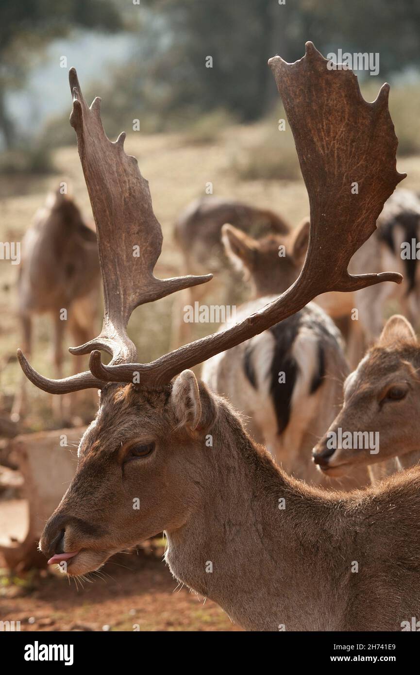 Wild mammals in their natural environment - natural environment Stock ...