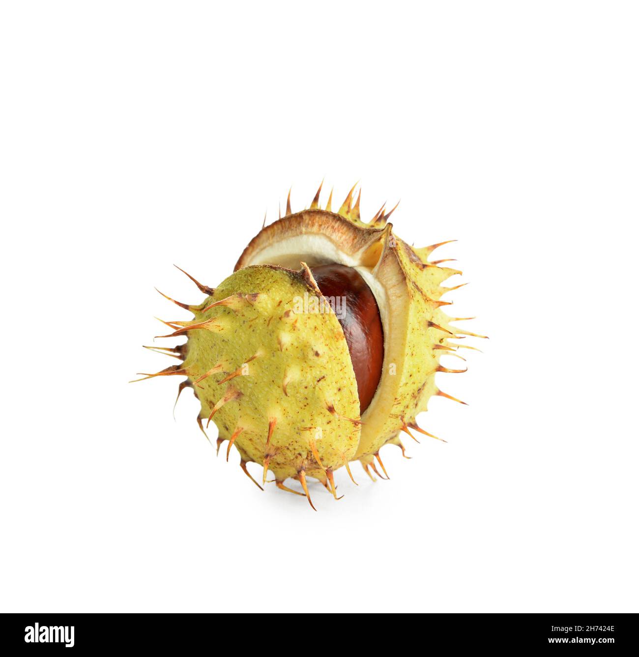 Fresh chestnut on white background Stock Photo - Alamy
