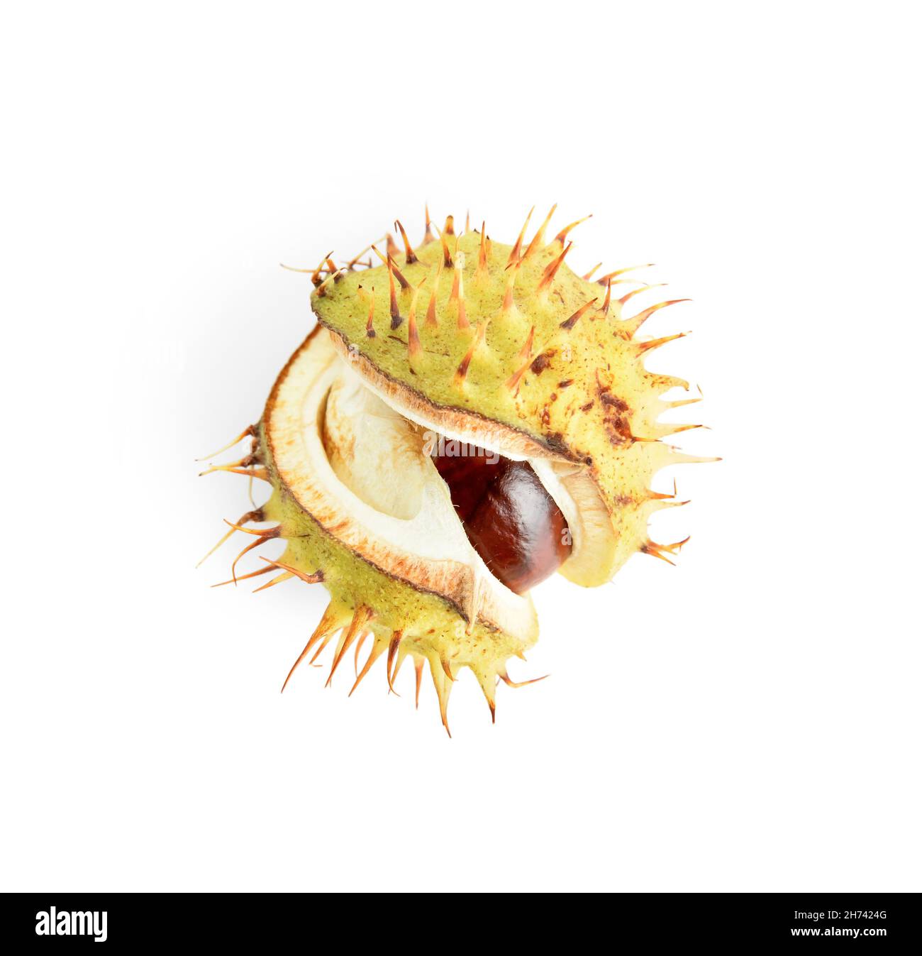 Fresh chestnut on white background Stock Photo - Alamy