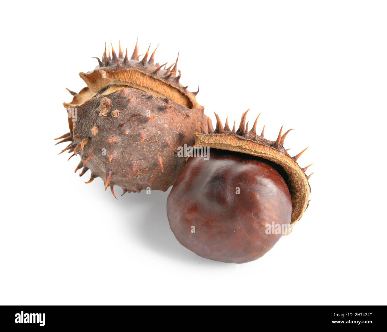 Chestnuts isolated on white background Stock Photo - Alamy