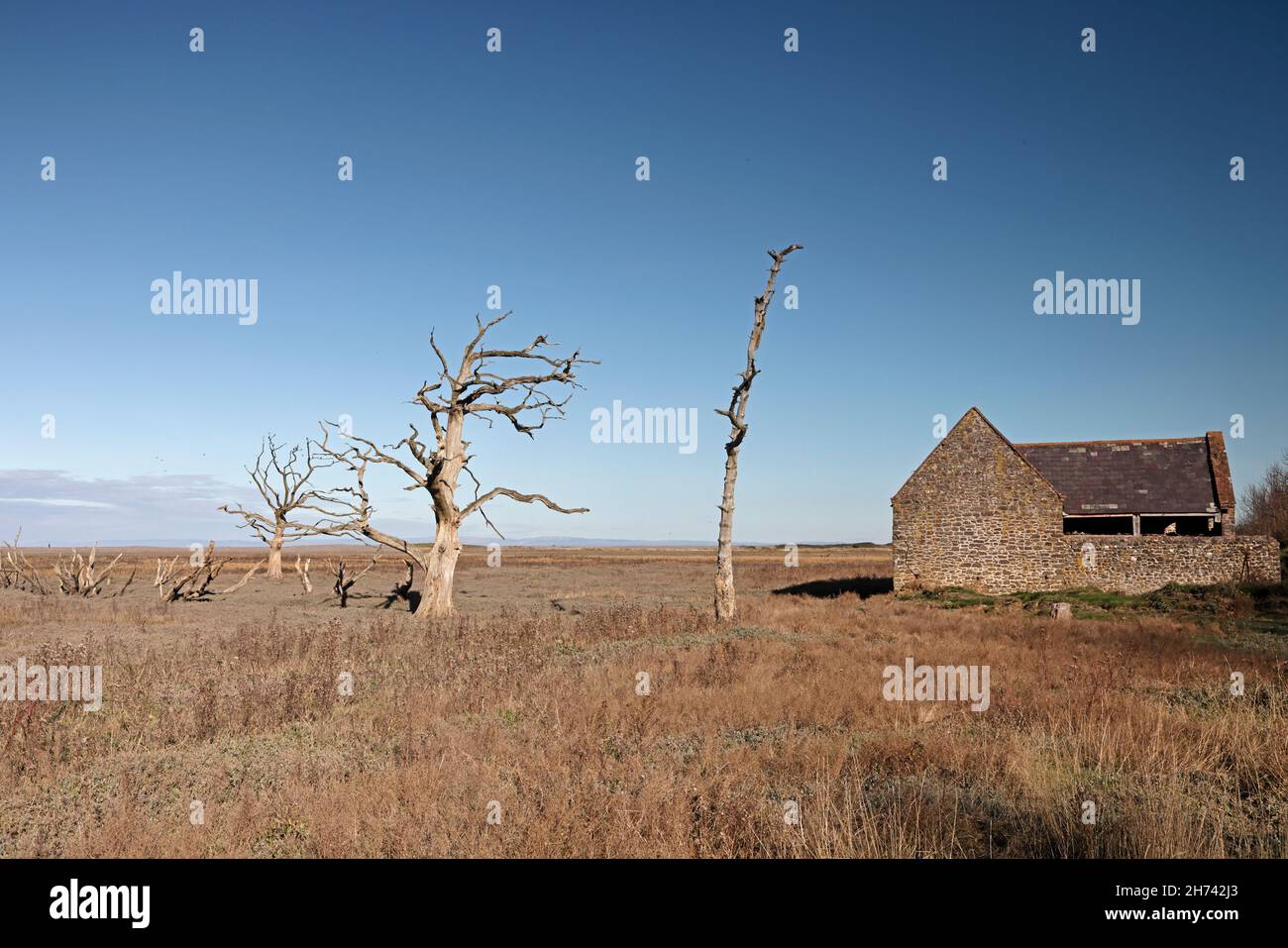 Dead Trees next to a derelict barn on Porlock Marsh Somerset UK Stock ...