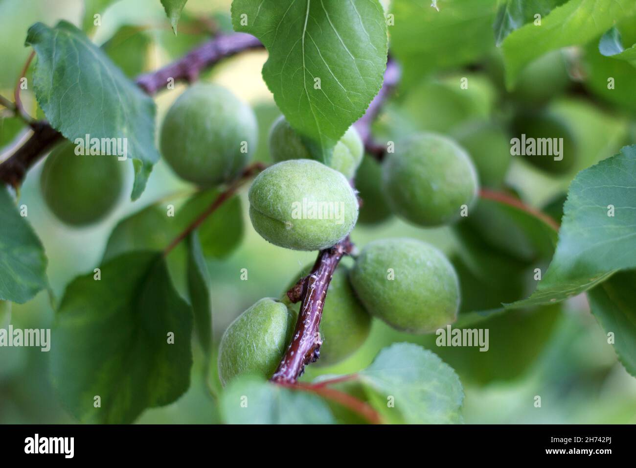 Apricot tree fruit hi-res stock photography and images - Alamy