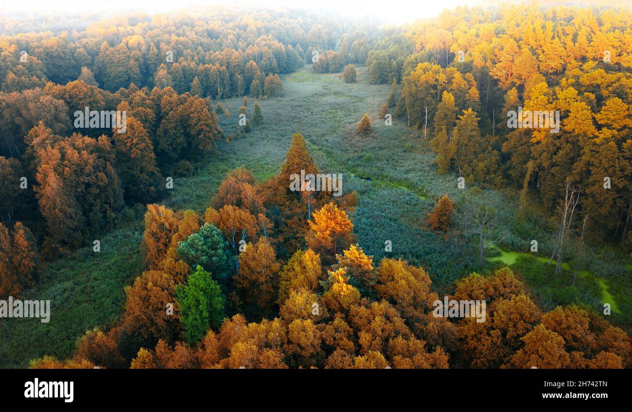Autumn deciduous forest top view, natural background or texture Stock ...