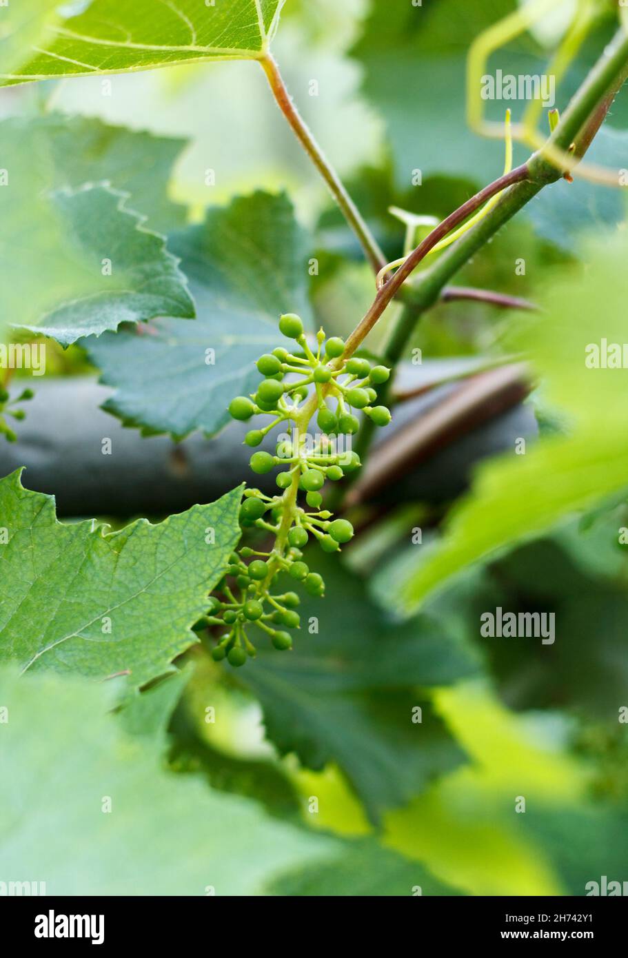 Small green grapes ripens in an orchard Stock Photo - Alamy
