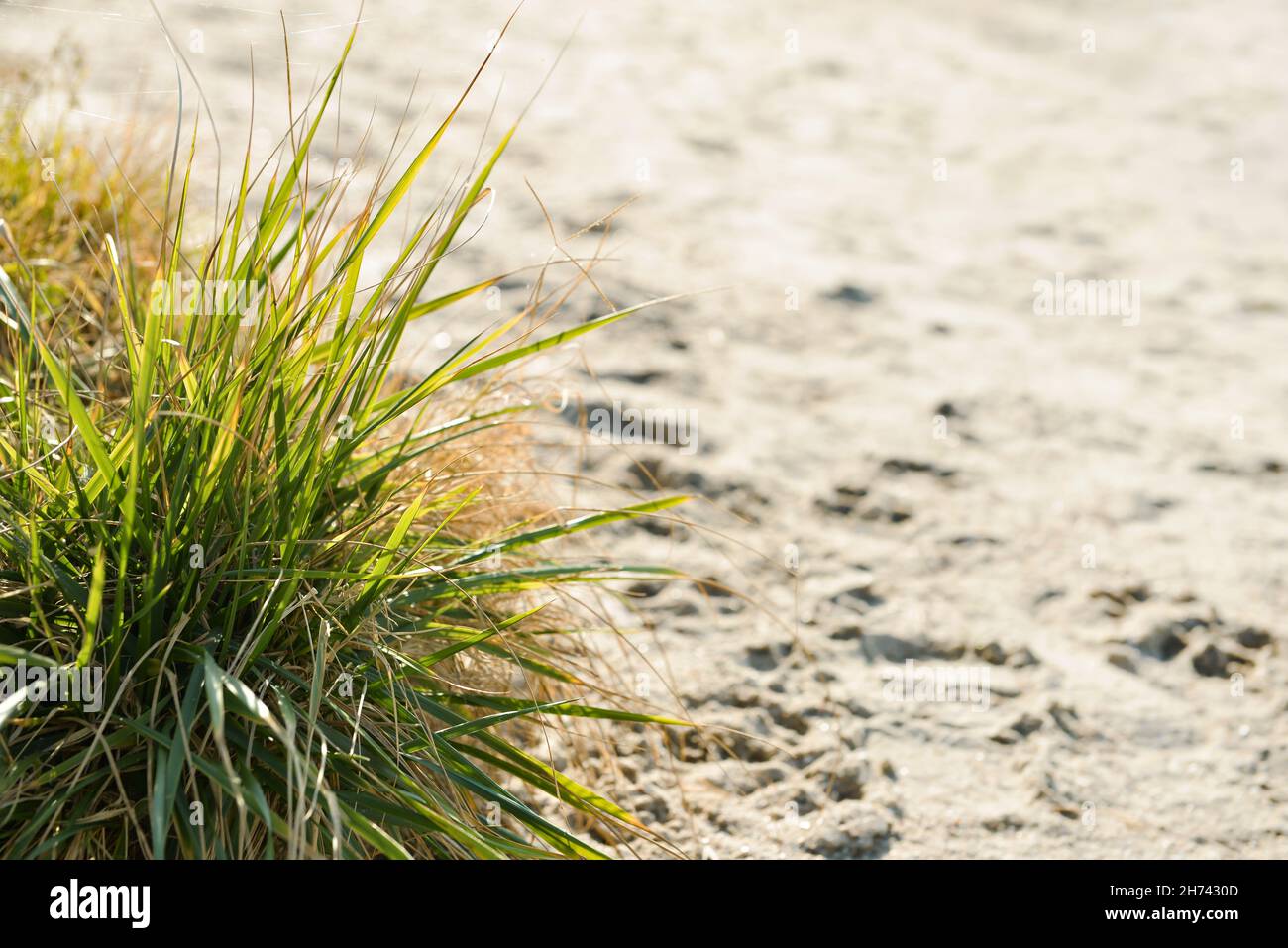 Plant growing on sandy beach Stock Photo - Alamy