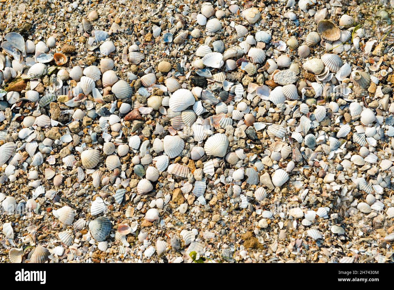 Many sea shells on beach, top view Stock Photo - Alamy