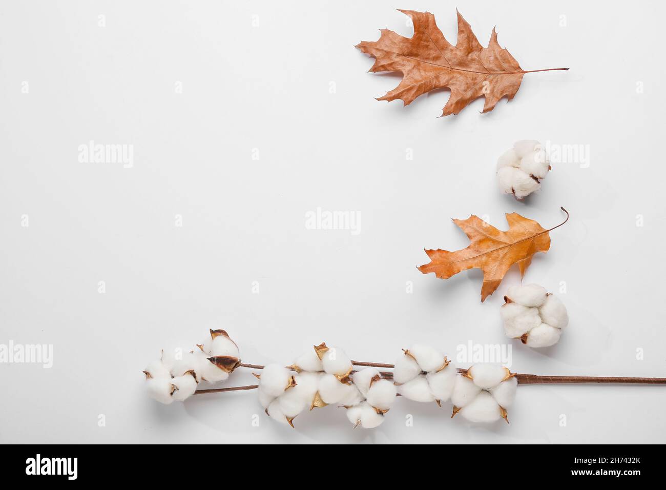 Cotton flowers and fallen leaves on white background Stock Photo - Alamy