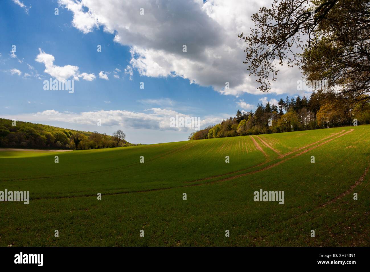 An undulating field of Spring wheat, with Inholmes Wood in the distance ...