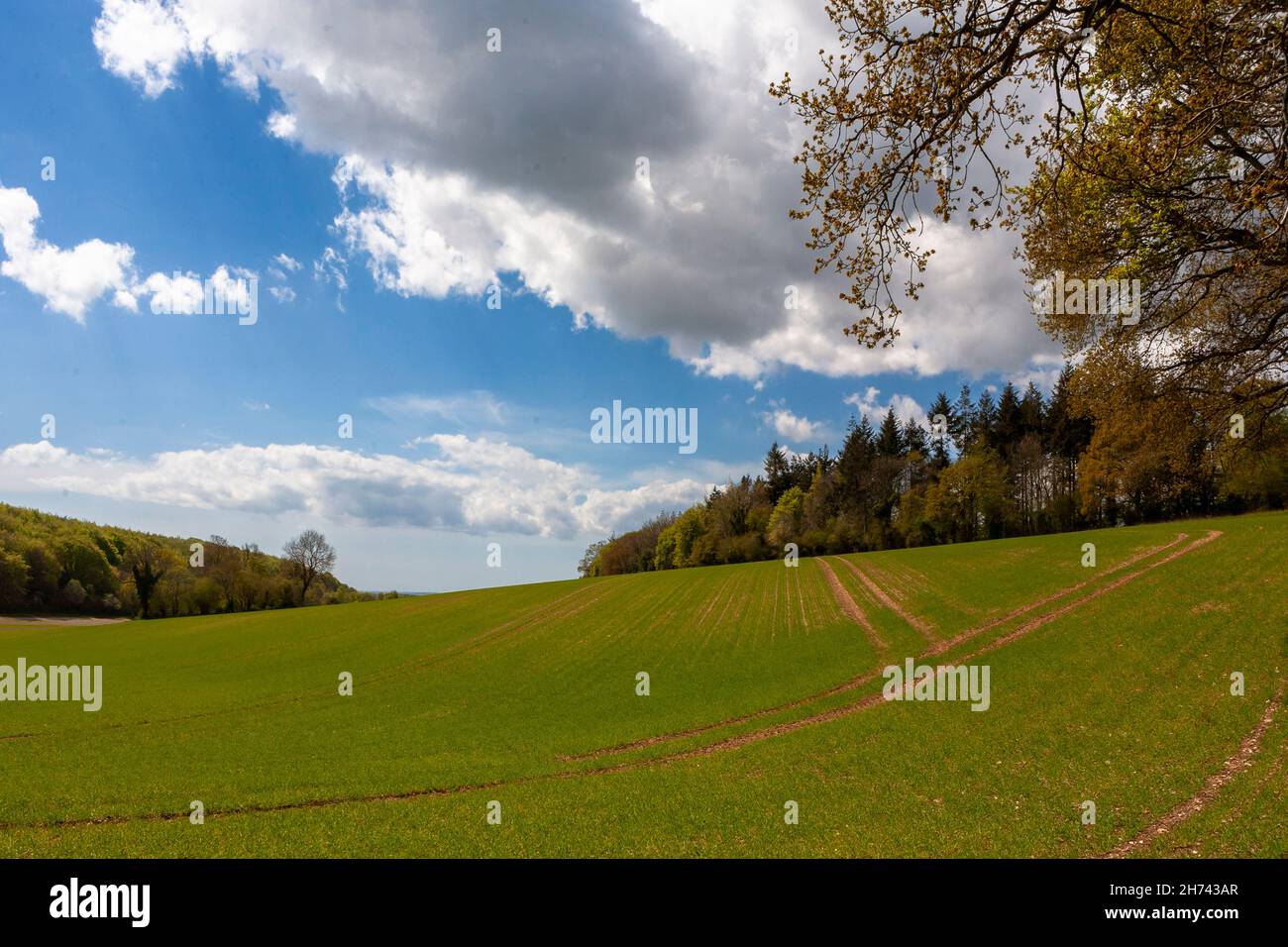 An undulating field of Spring wheat, with Inholmes Wood in the distance ...