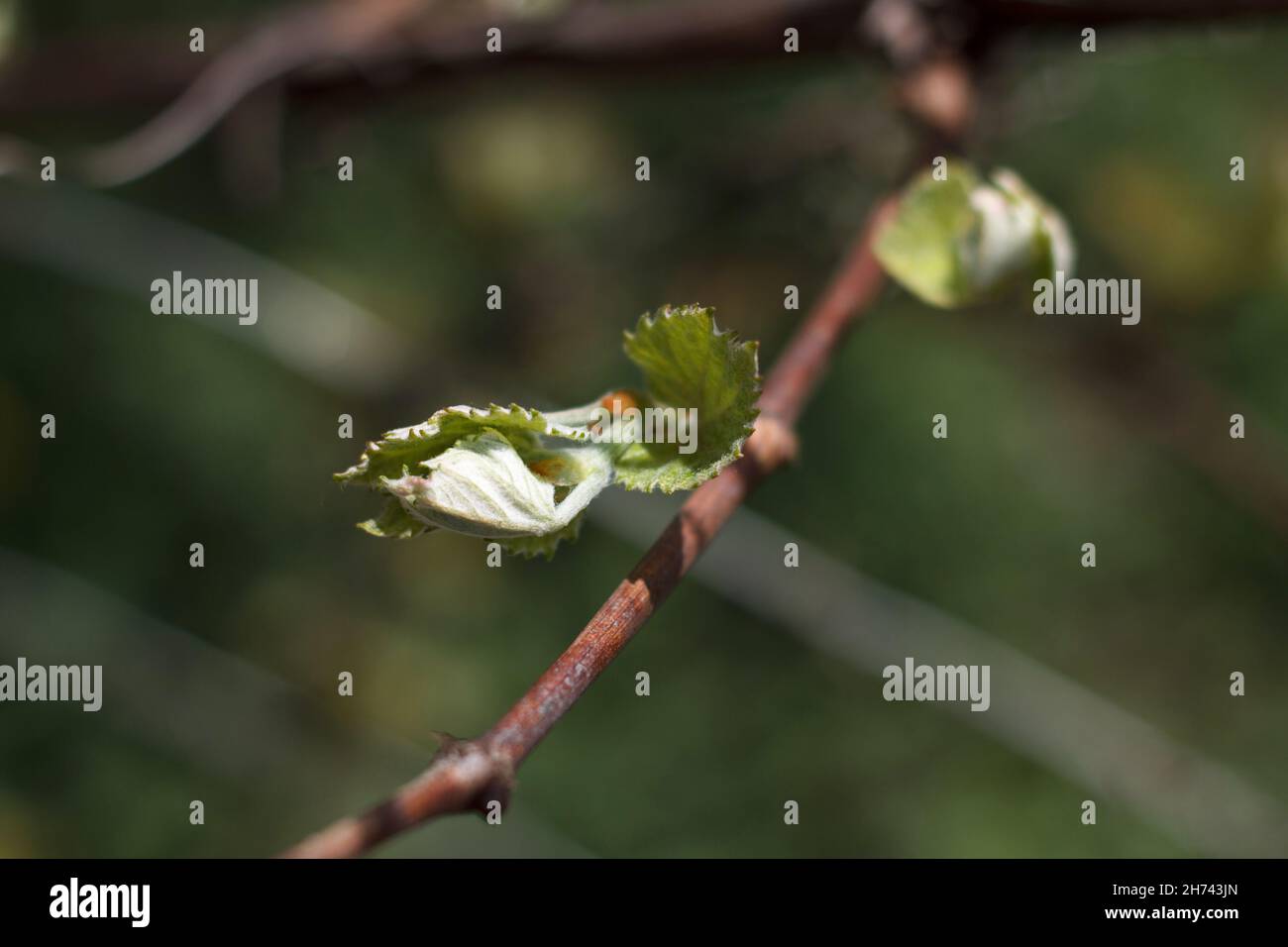 Rod branch with small growing leaves close up Stock Photo - Alamy