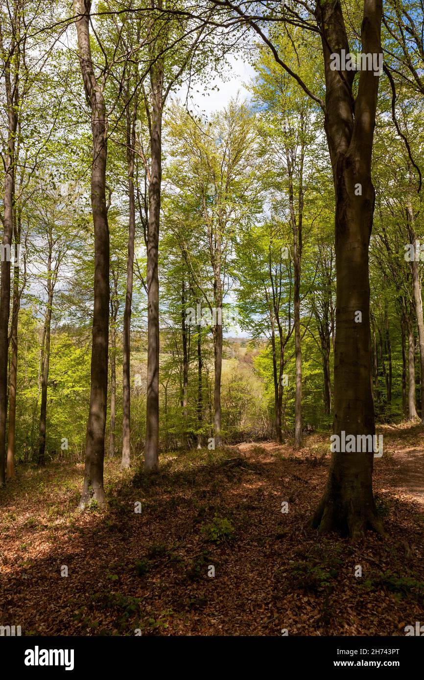 Open woodland with beech trees (Fagus sylvatica) in new Spring leaf ...