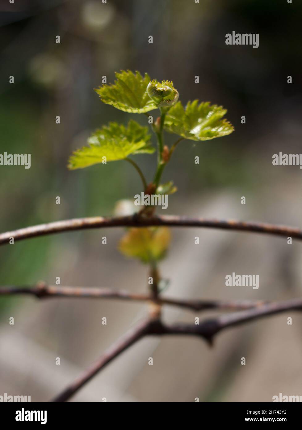 green rod branch with the small growing leaves close up in springtime ...