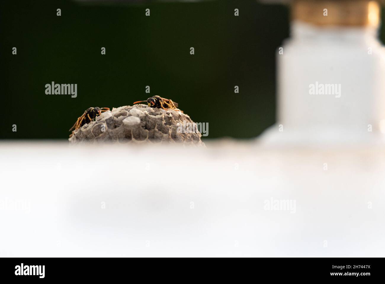 Wasps in the nest. A small insect nest with many cells Stock Photo - Alamy
