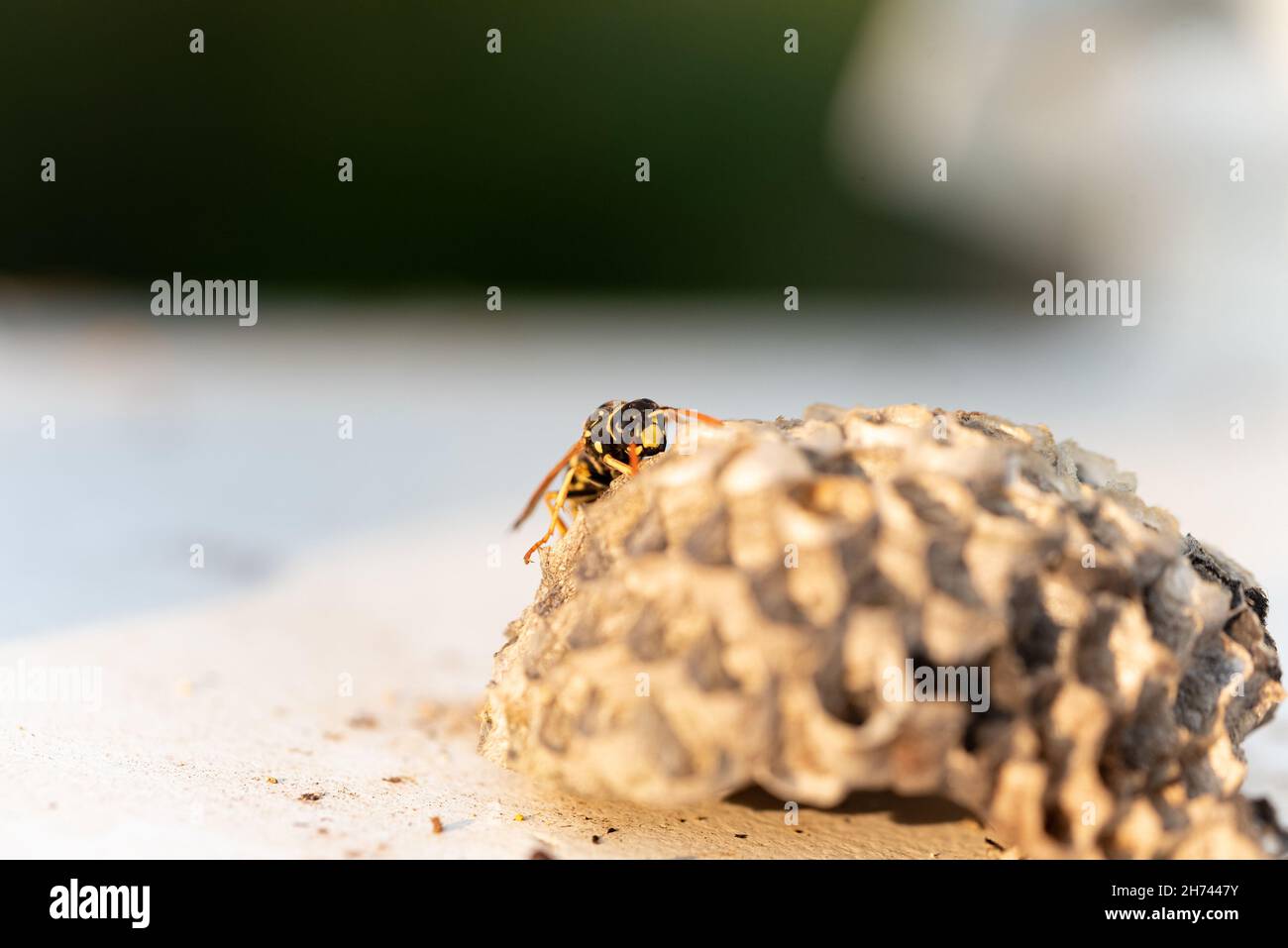 Wasps in the nest. A small insect nest with many cells Stock Photo - Alamy