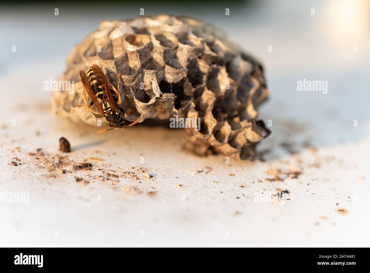 Wasps in the nest. A small insect nest with many cells Stock Photo - Alamy