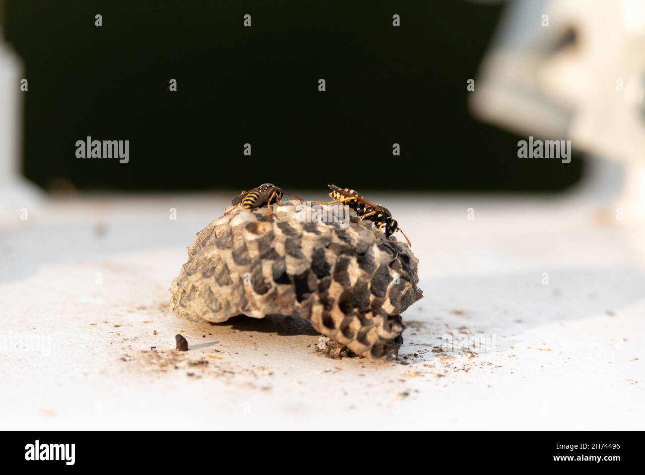Wasps in the nest. A small insect nest with many cells Stock Photo - Alamy