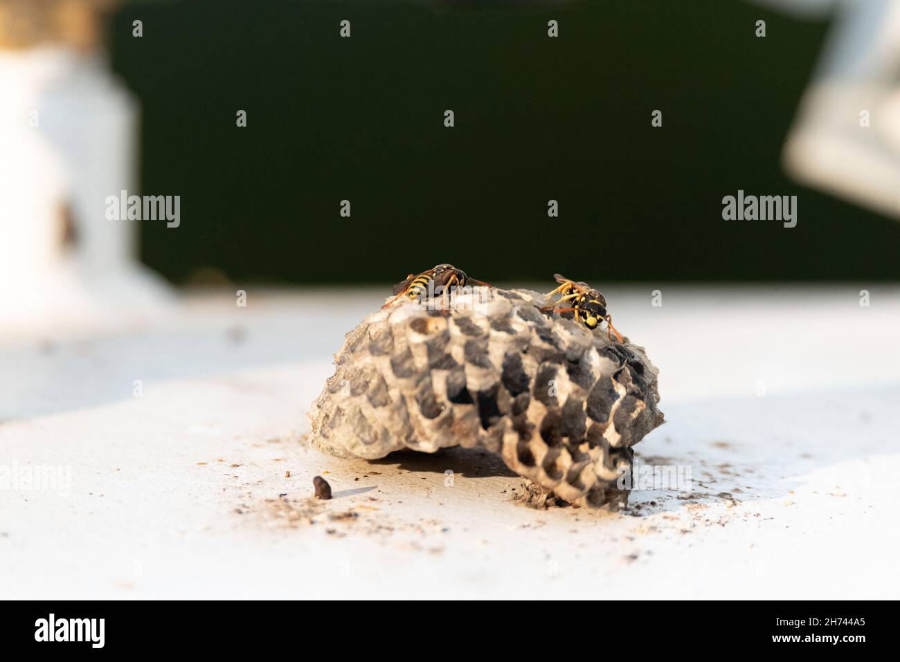 Wasps in the nest. A small insect nest with many cells Stock Photo - Alamy