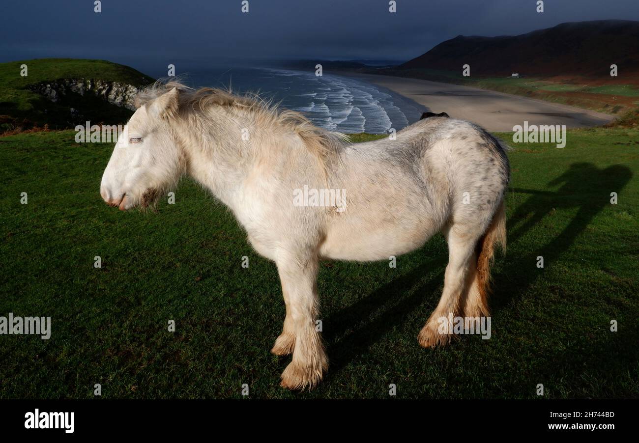 Welsh pony, Rhossili, Gower, Swansea Stock Photo - Alamy