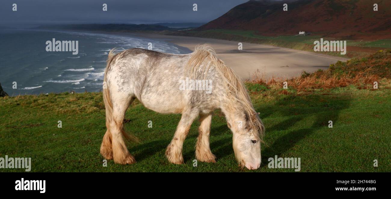 Welsh pony, Rhossili, Gower, Swansea Stock Photo - Alamy