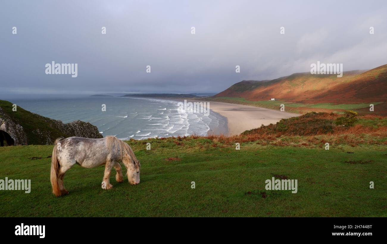 Welsh pony, Rhossili, Gower, Swansea Stock Photo - Alamy