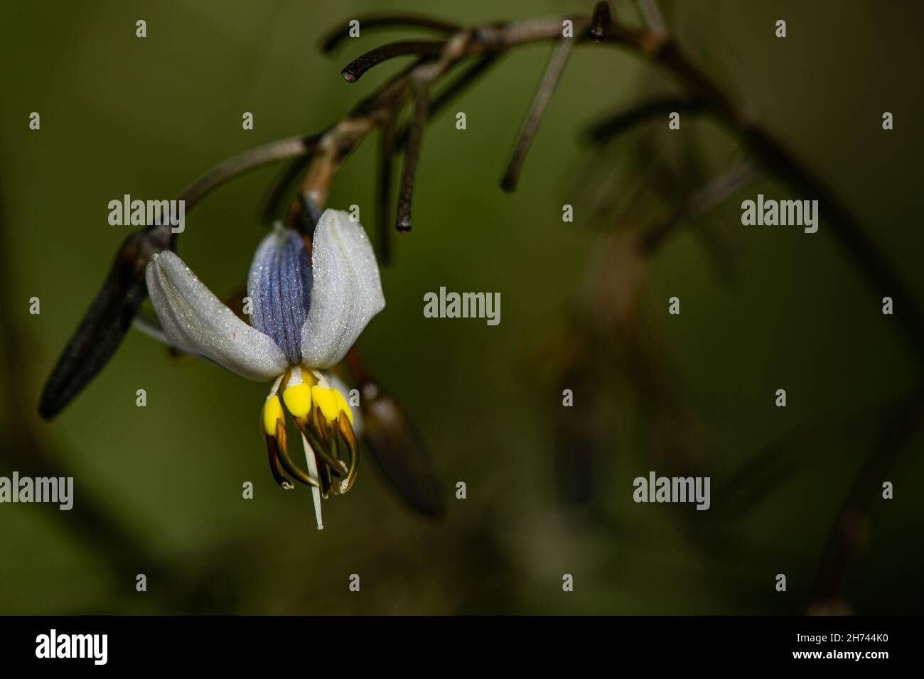Closeup shot of a blueberry lily flower Stock Photo - Alamy