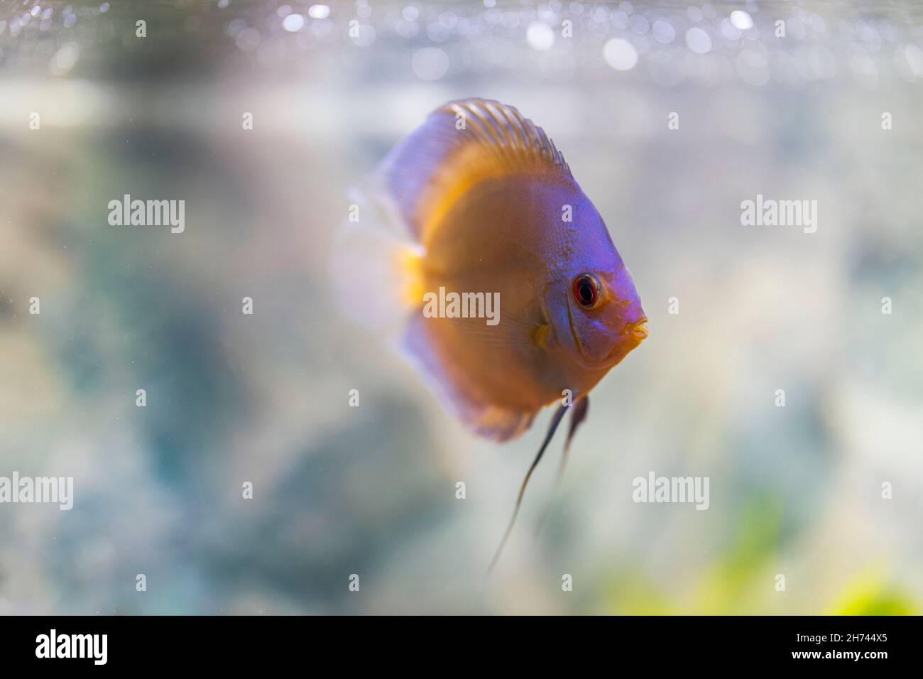Beautiful view of blue diamond discus fish swimming in aquarium ...
