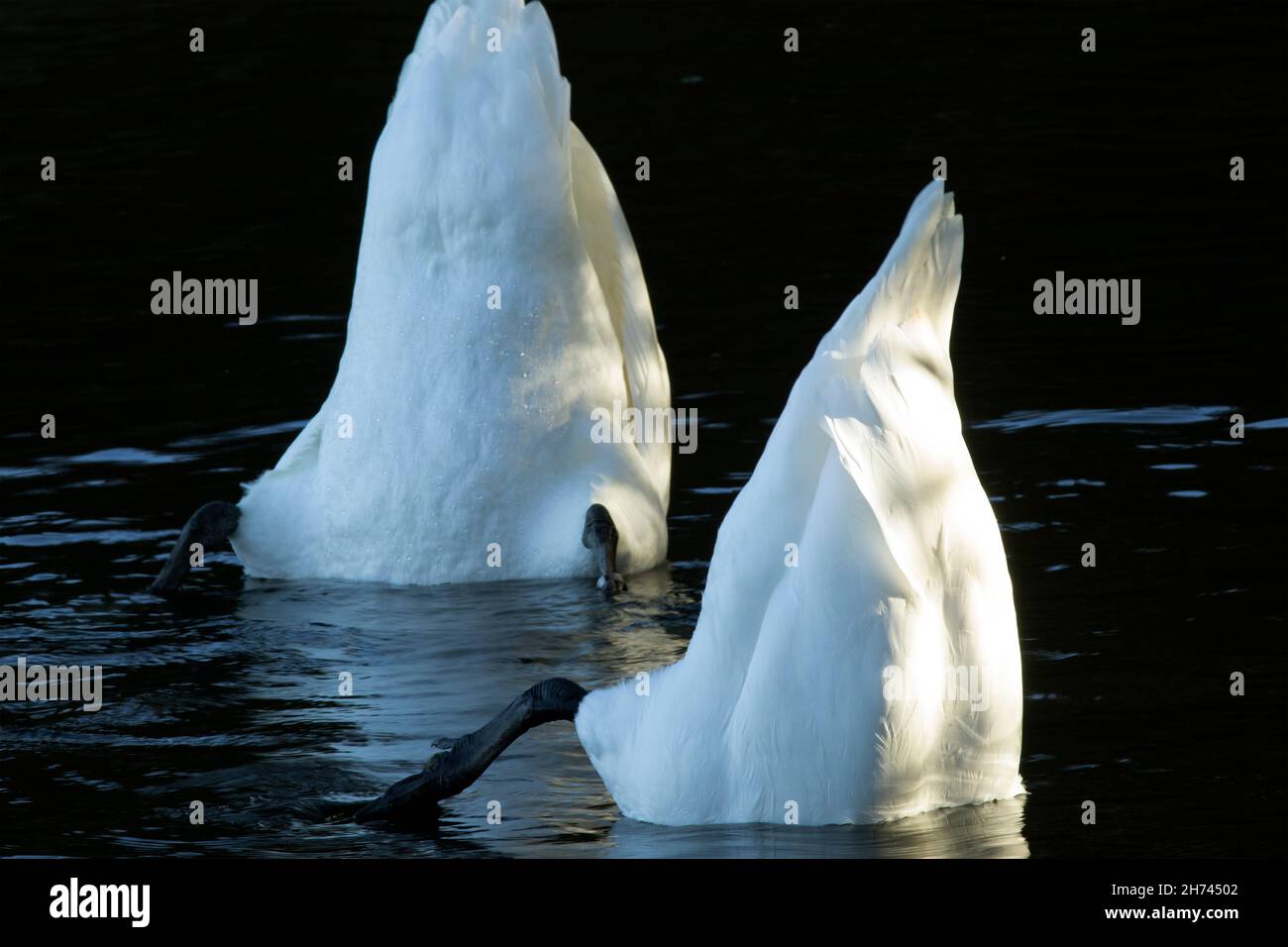 Mute Swan have a feeding technique known as 'up-ending'. Their long ...
