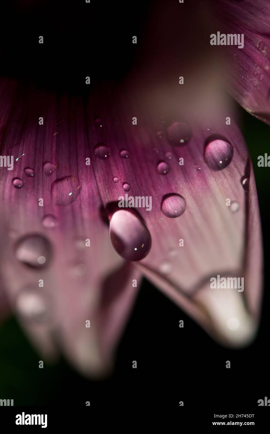Shape and color on flower Stock Photo - Alamy
