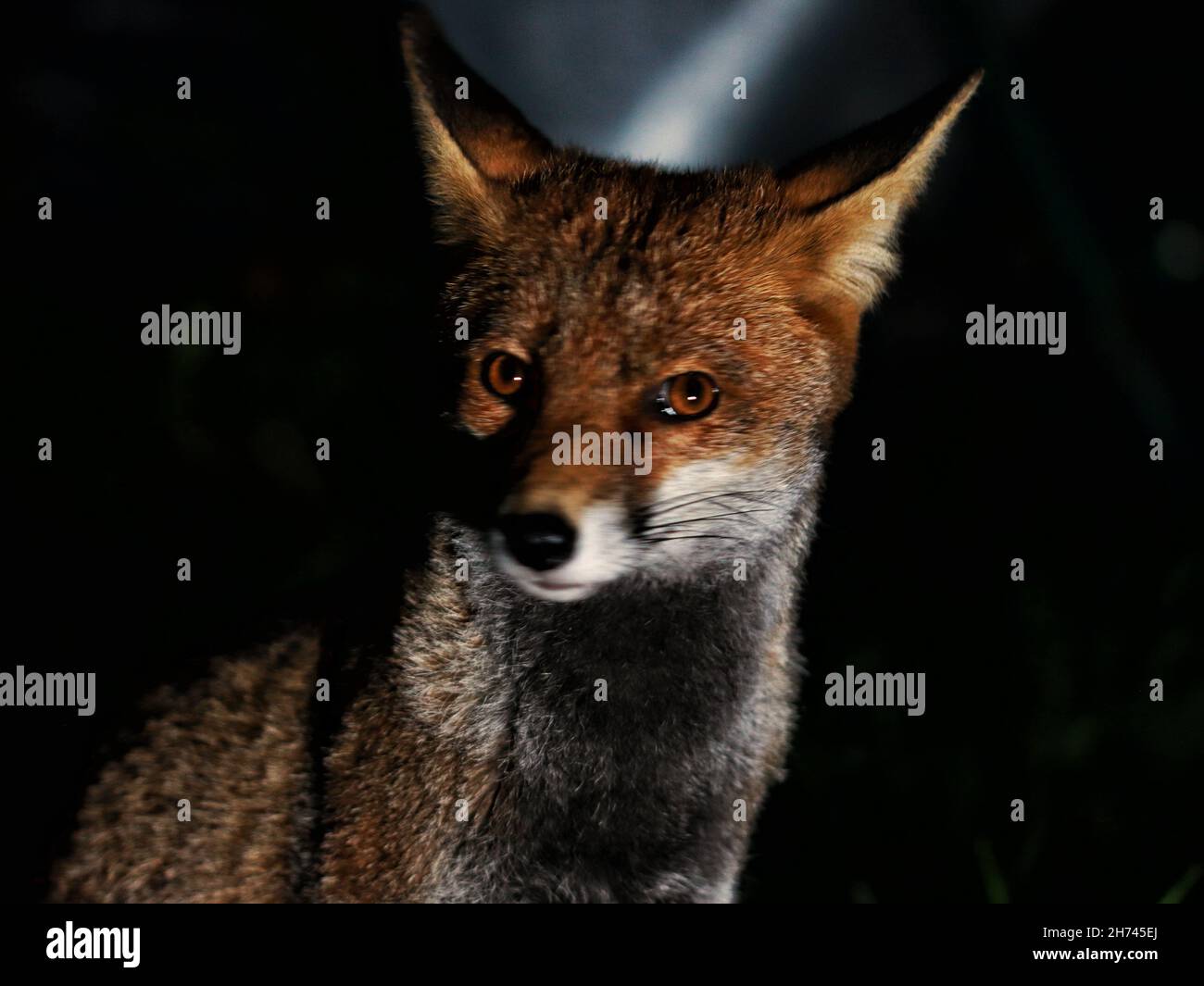 Closeup of a beautiful sly red fox in the nighttime staring into the ...