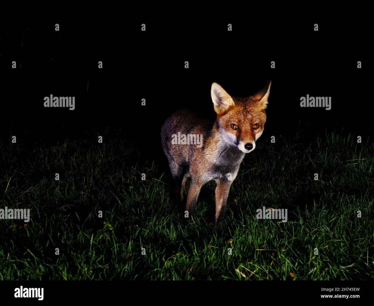 Sly fox hi-res stock photography and images - Alamy