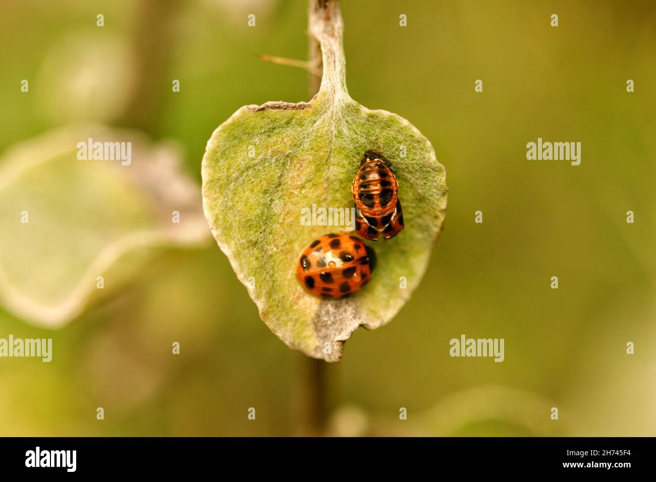 Closeup of two cute ladybugs on a tiny green leaf with a blurry ...
