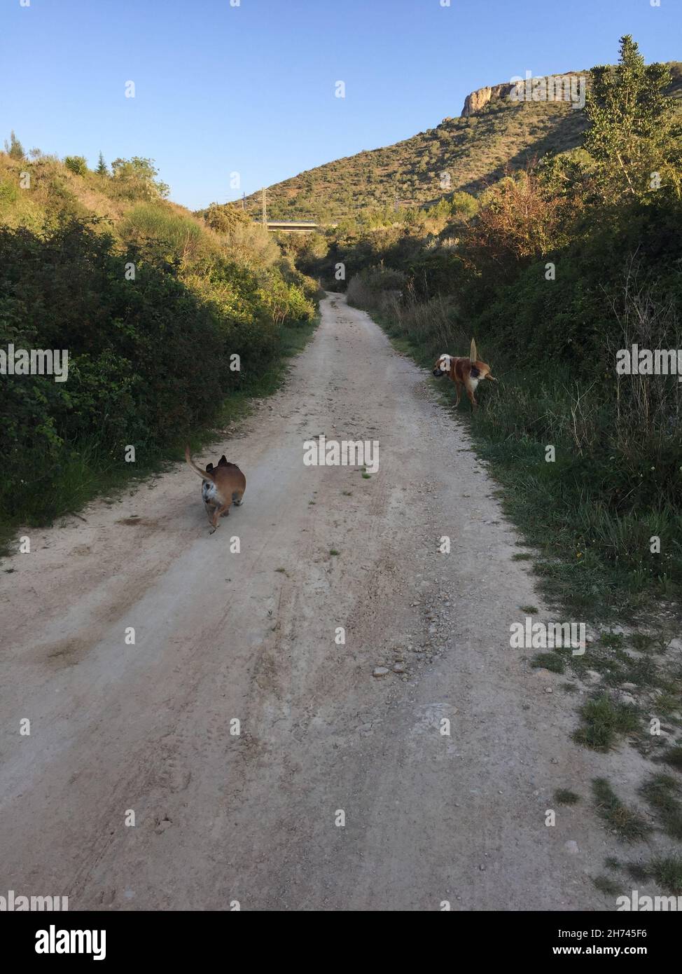 Vertical shot of a muddy road surrounded by lush greenery with dogs ...