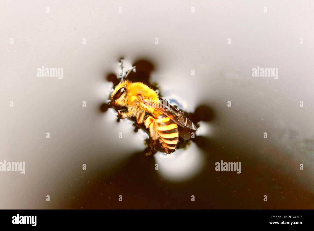 Closeup of a small bee swimming in a liquid Stock Photo - Alamy