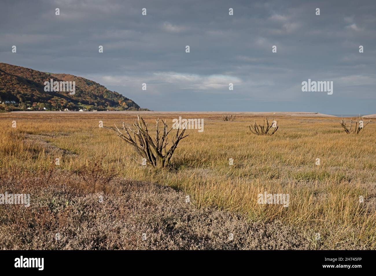 Porlock marsh hi-res stock photography and images - Alamy