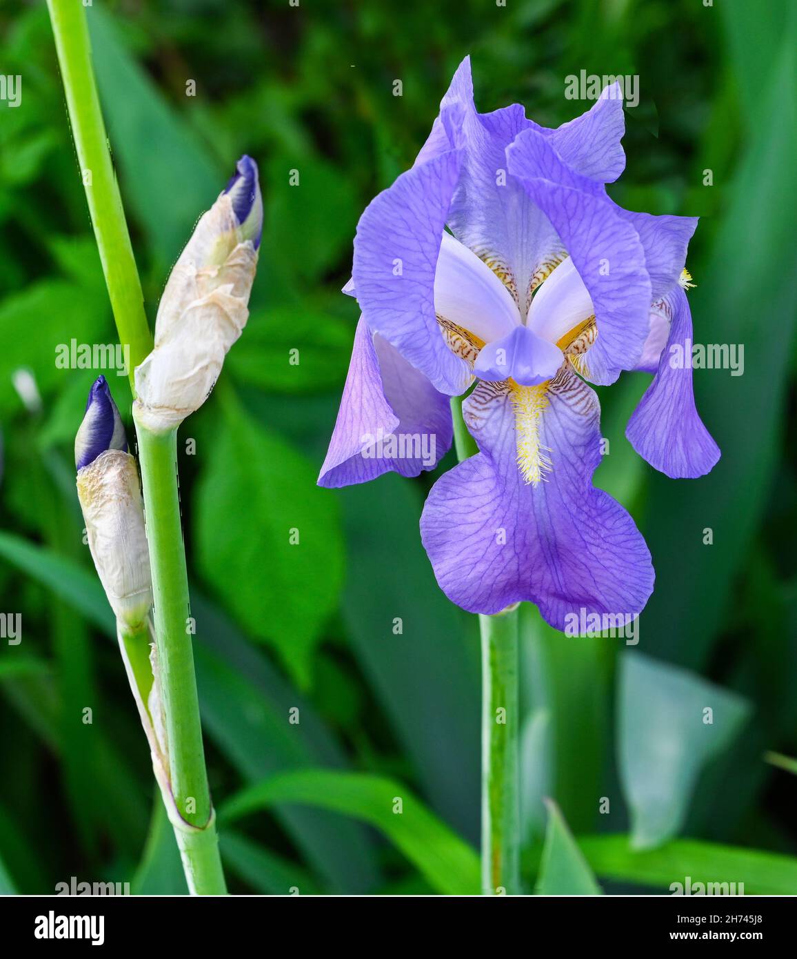 Iris germanica, an old and vigorous cultivar, blooming plant. Botanical ...