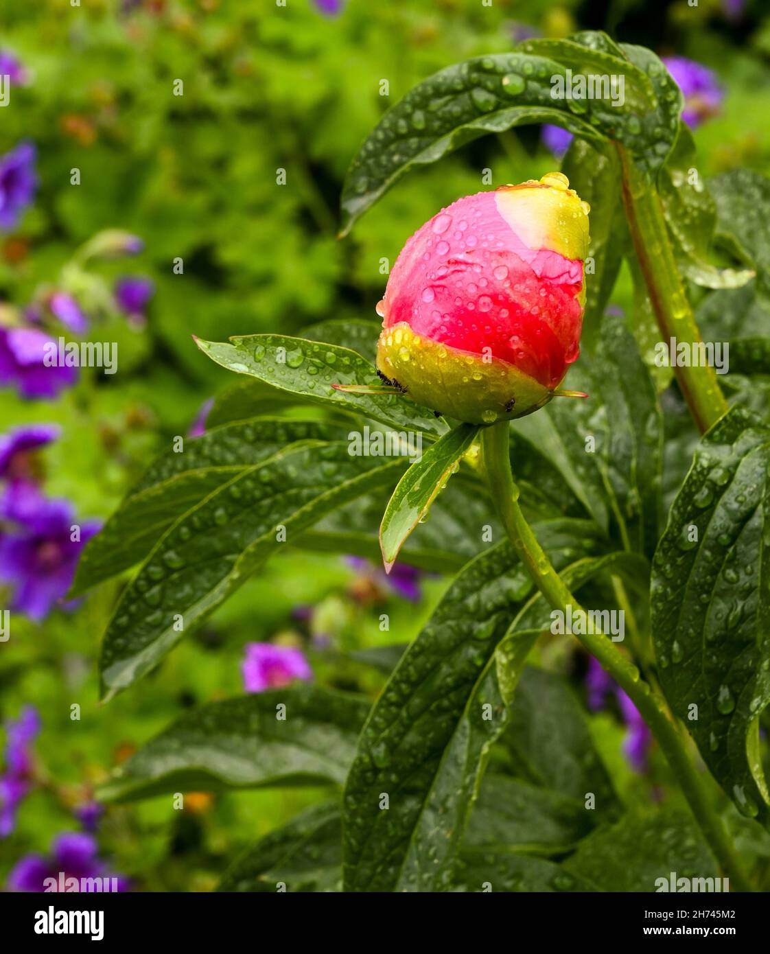Beautiful peonies bloom with water drops. Botanical Garden, KIT ...