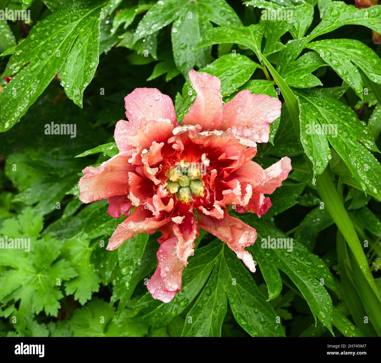 Beautiful peonies bloom with water drops. Botanical Garden, KIT ...