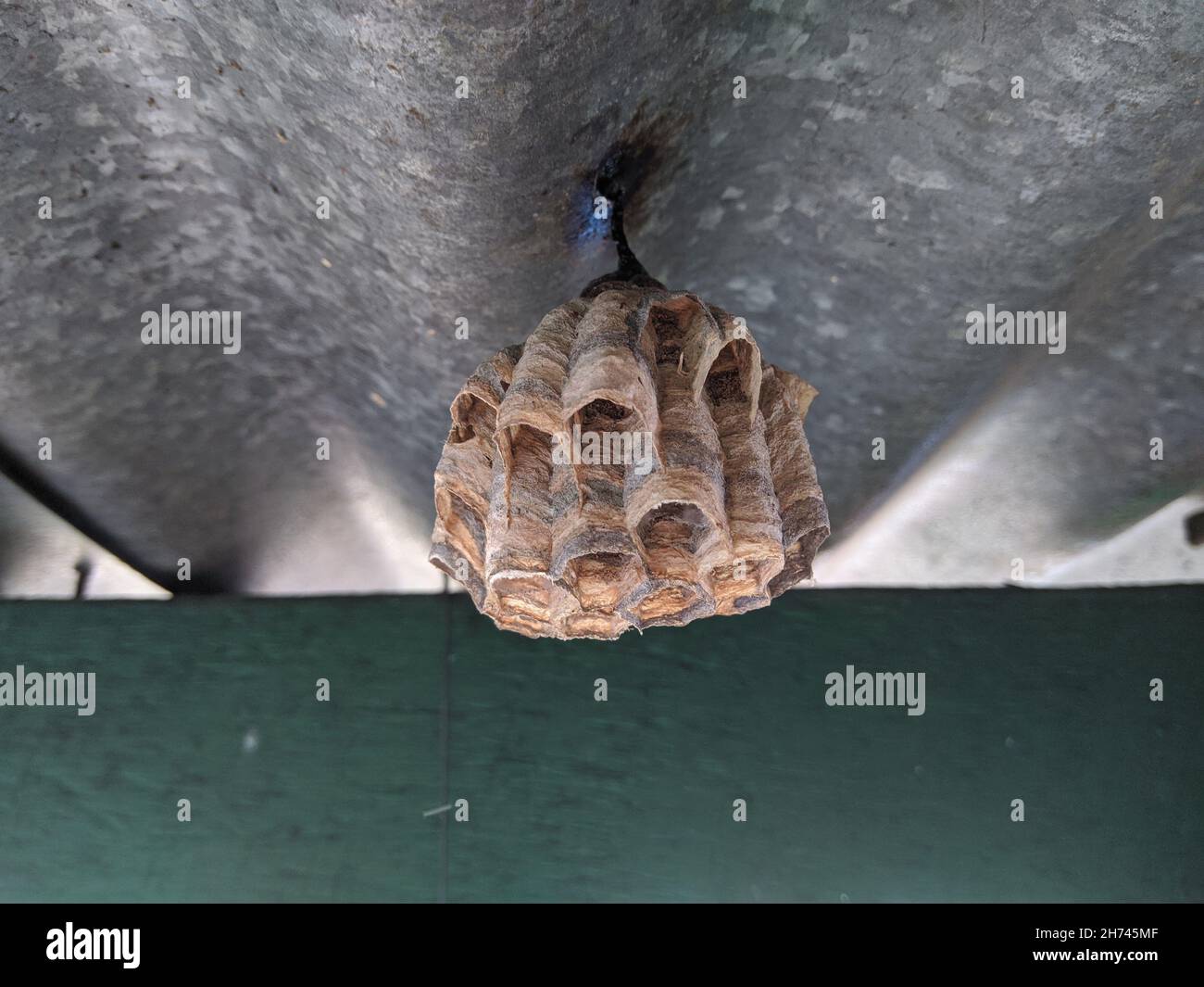 Closeup of an insect nest with holes in it hanging from the ceiling ...
