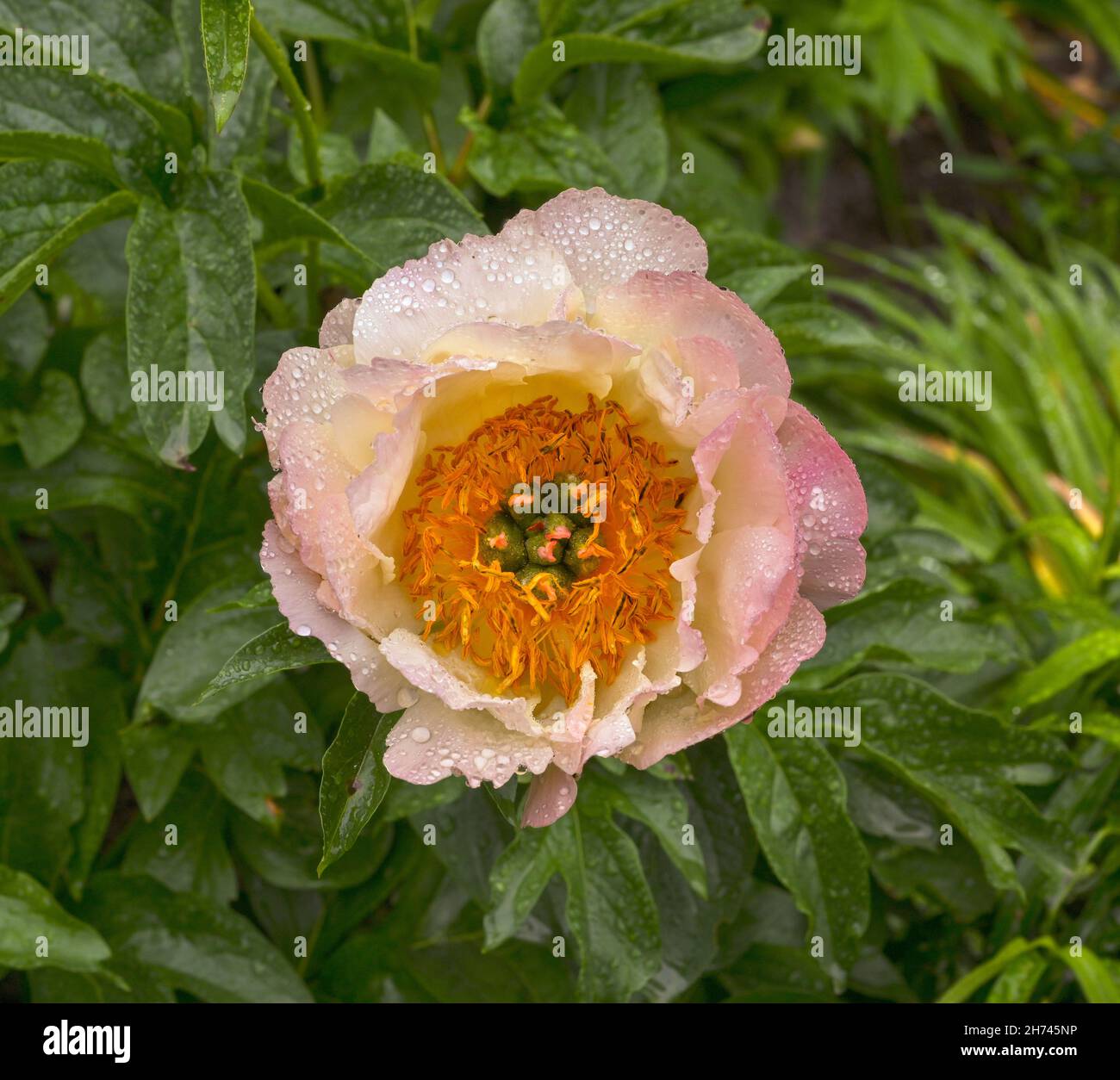 Beautiful peonies bloom with water drops. Botanical Garden, KIT ...