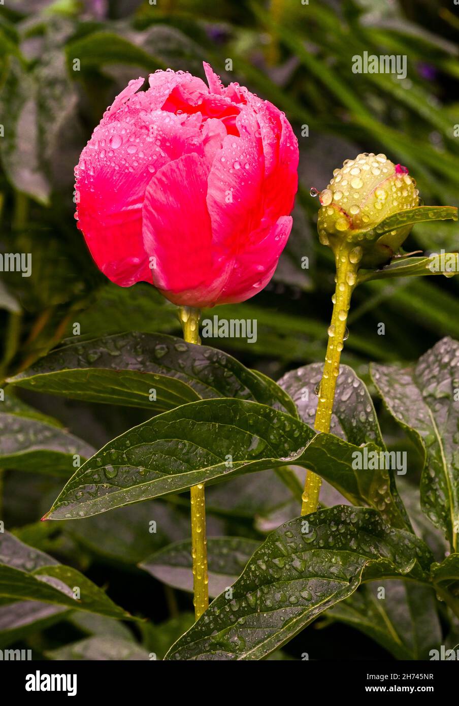 Beautiful peonies bloom with water drops. Botanical Garden, KIT ...