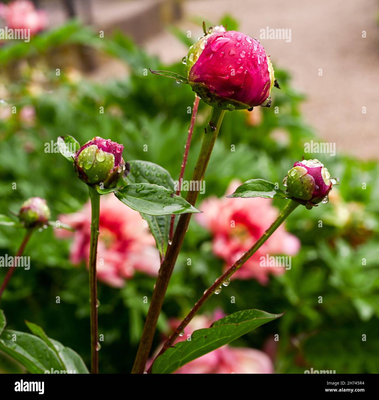 Beautiful peonies bloom with water drops. Botanical Garden, KIT ...
